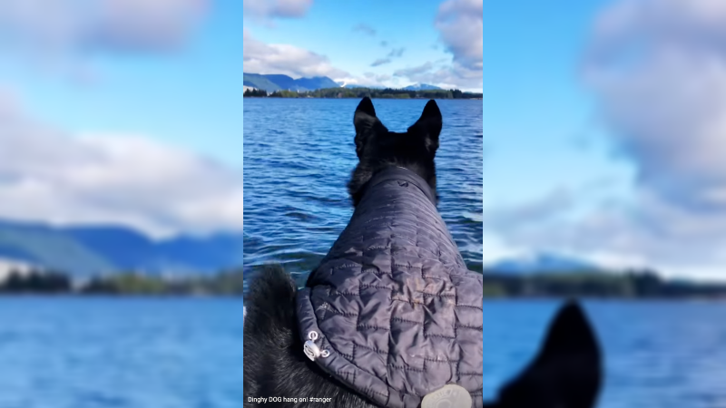 This Kitimat Doggie On A Dinghy Ride Really Knows How To Live On The ...
