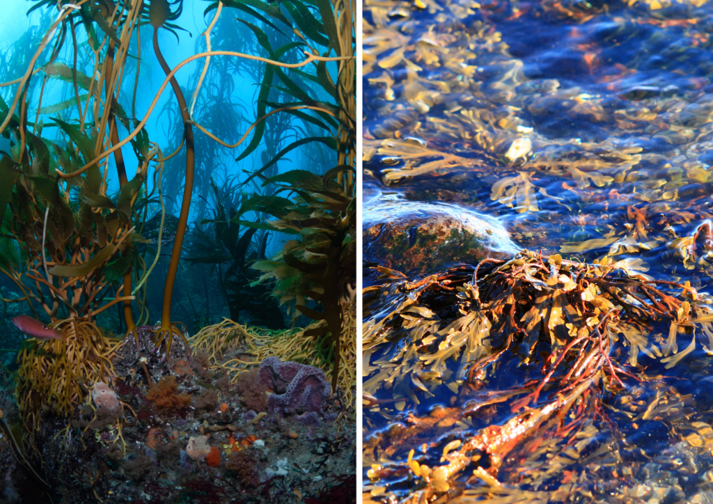 Fascinating Video Shows Why Kelp Forests are the Most Productive ...