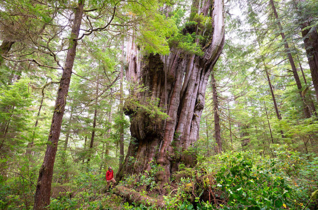 ‘Canada’s Most Impressive Tree’ Revealed in New Photos from BC ...
