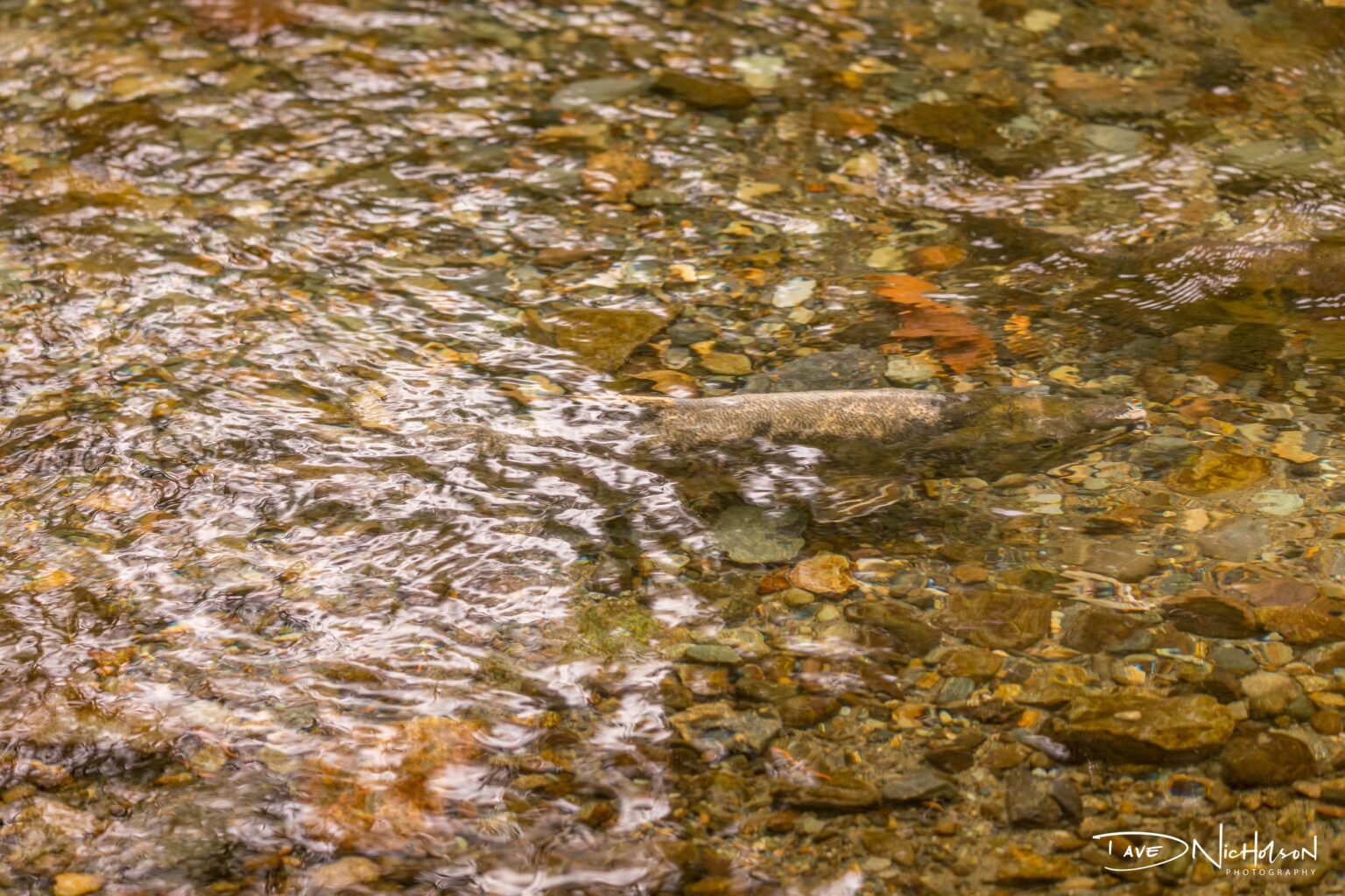 VIDEO: Thousands of Salmon Return to Goldstream Provincial Park - THE ...