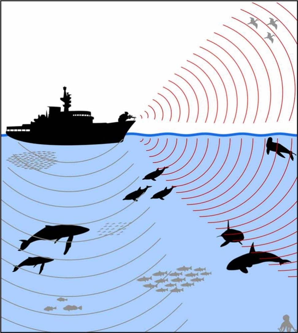 Noise Pollution Increasingly Threatens BC Whales But New Military ...