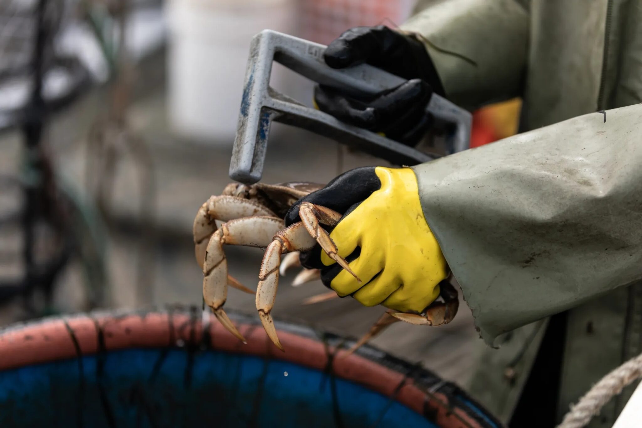 Exclusive Interview: The Story Behind BC's Thriving Crab Fishing ...