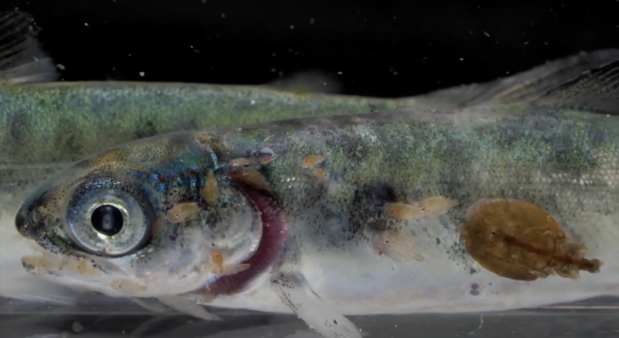 DFO Reports Aquaculture is the Main Factor in Near Extinction of East ...